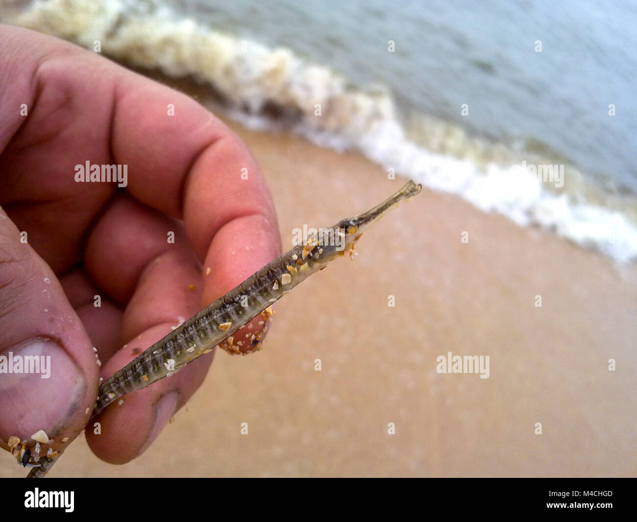 Fish needle. thin fish in the black sea Stock Photo - Alamy