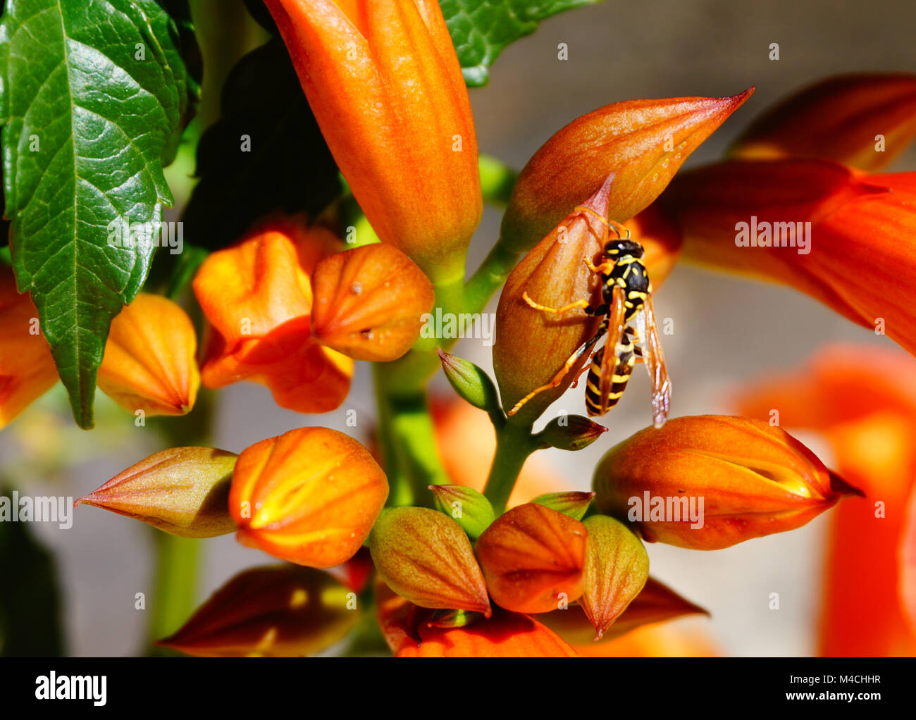 Orange honey bee hi-res stock photography and images - Alamy