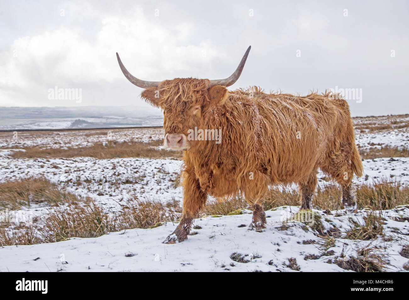 Bull highland cow winter hi-res stock photography and images - Alamy