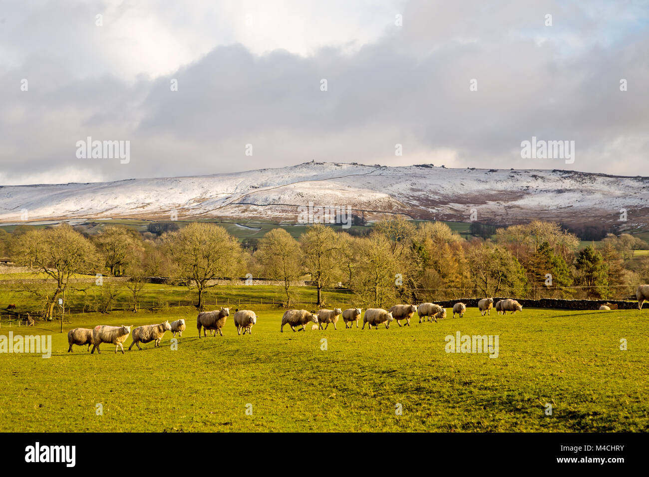 A Yorkshire moorland scene with sheep in the vale and snowy moors in ...