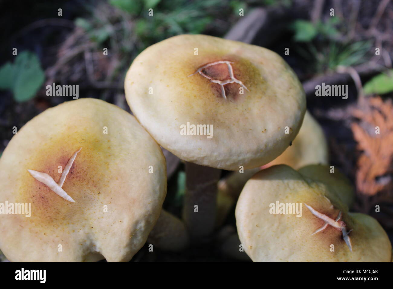 Wild spring mushrooms in hi-res stock photography and images - Alamy