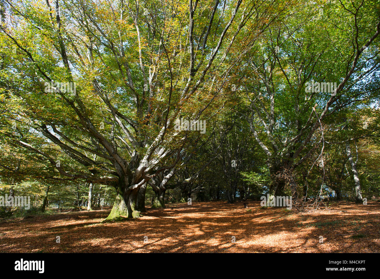 Trees at the mont Gargan in the French Limousin Stock Photo - Alamy