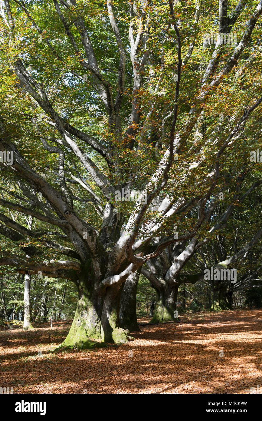 Trees at the mont Gargan in the French Limousin Stock Photo - Alamy