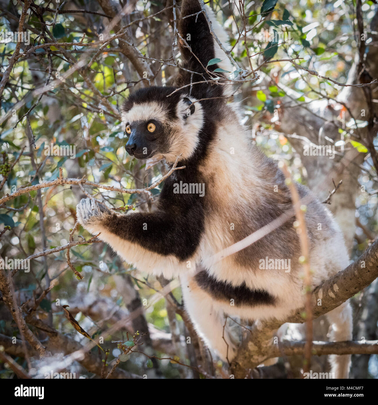 Propithecus verreauxi group hi-res stock photography and images - Alamy