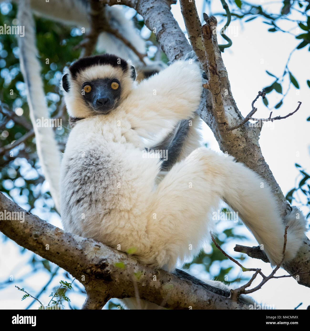Verreaux's sifaka dancing hi-res stock photography and images - Alamy