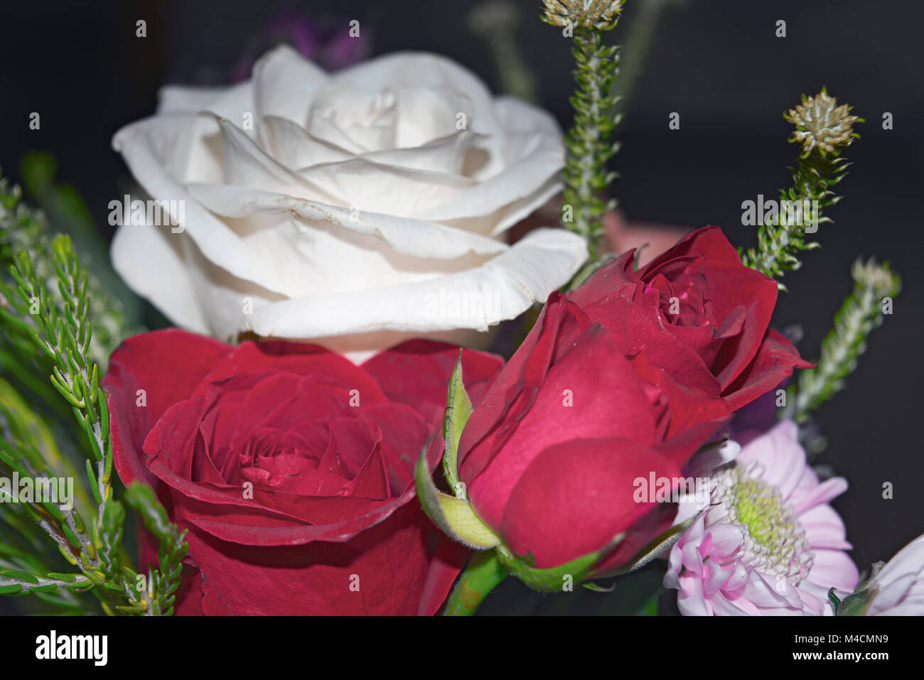 Liveplants hi-res stock photography and images - Alamy