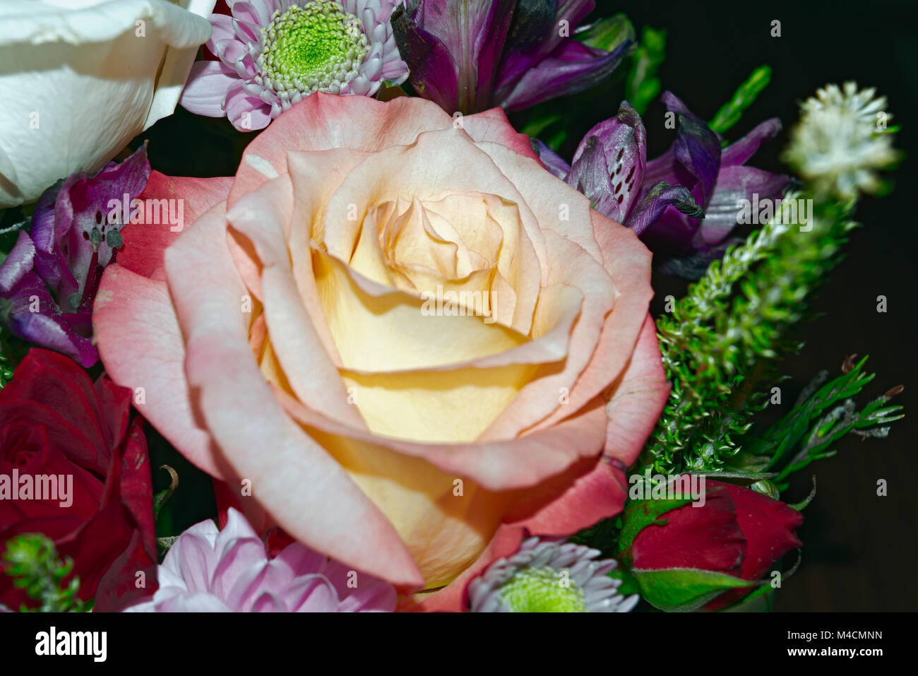 Liveplants hi-res stock photography and images - Alamy