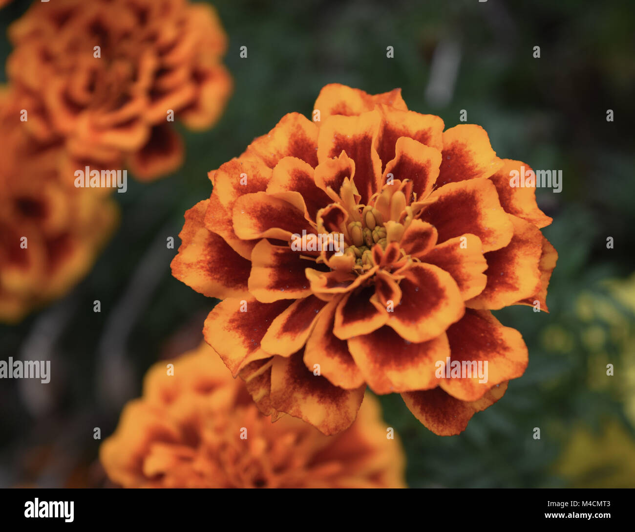 Marigold Photography