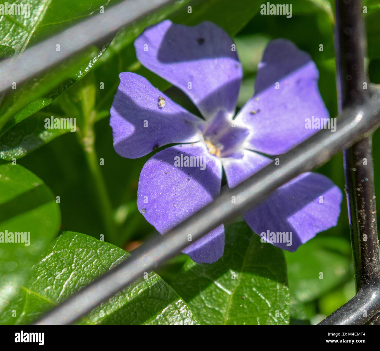 Periwinkle color hi-res stock photography and images - Alamy
