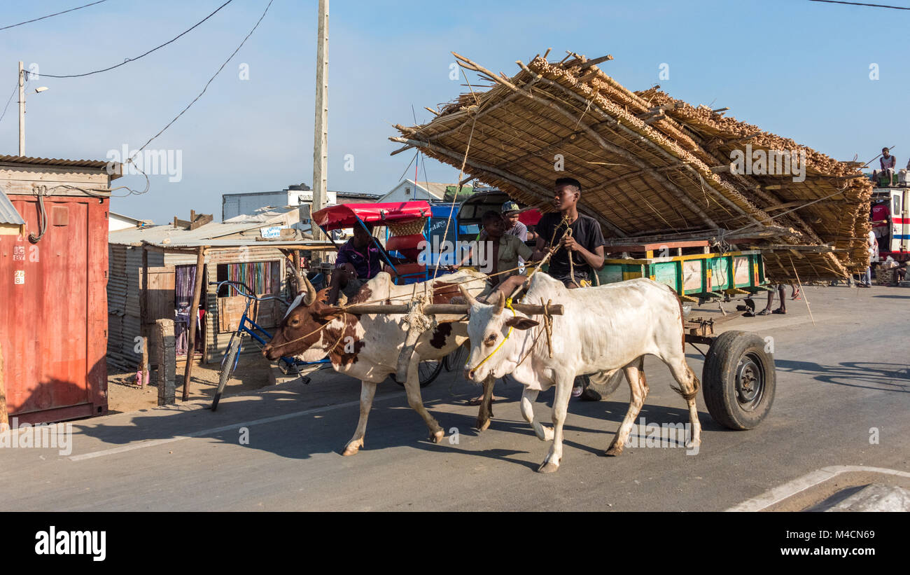 Ox Cart Carrying Woven Hut Walls, Tulear, Madagascar Stock Photo - Alamy