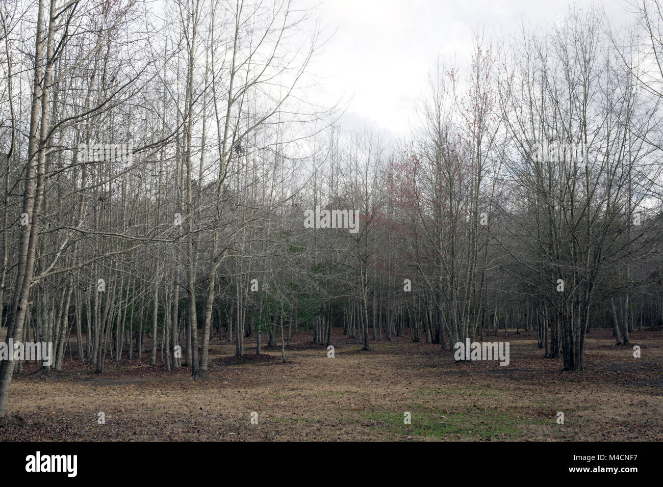 Entering the forest Stock Photo - Alamy