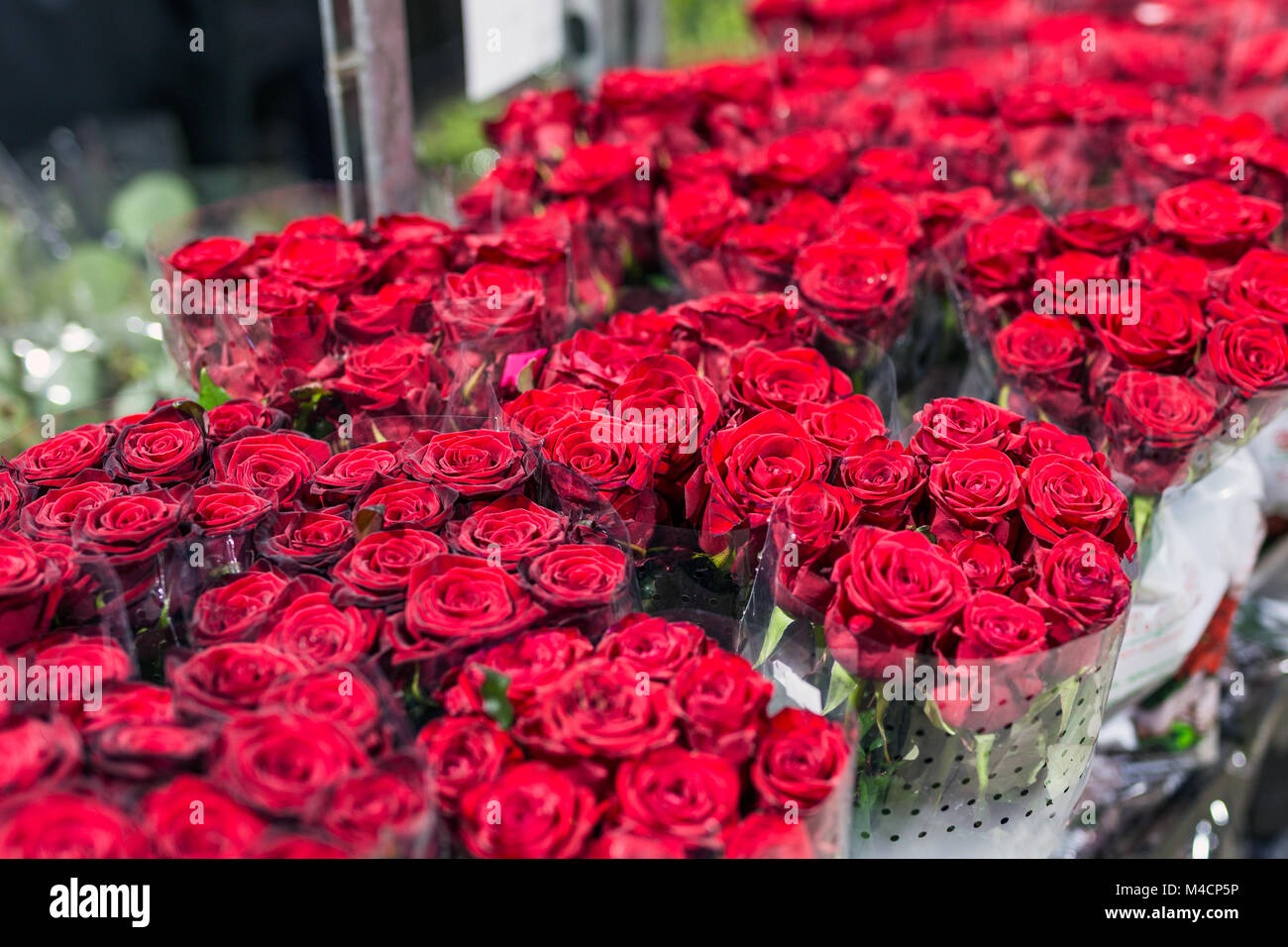 Beautiful fresh red roses at flowermarket. Wholesale flower shop ...