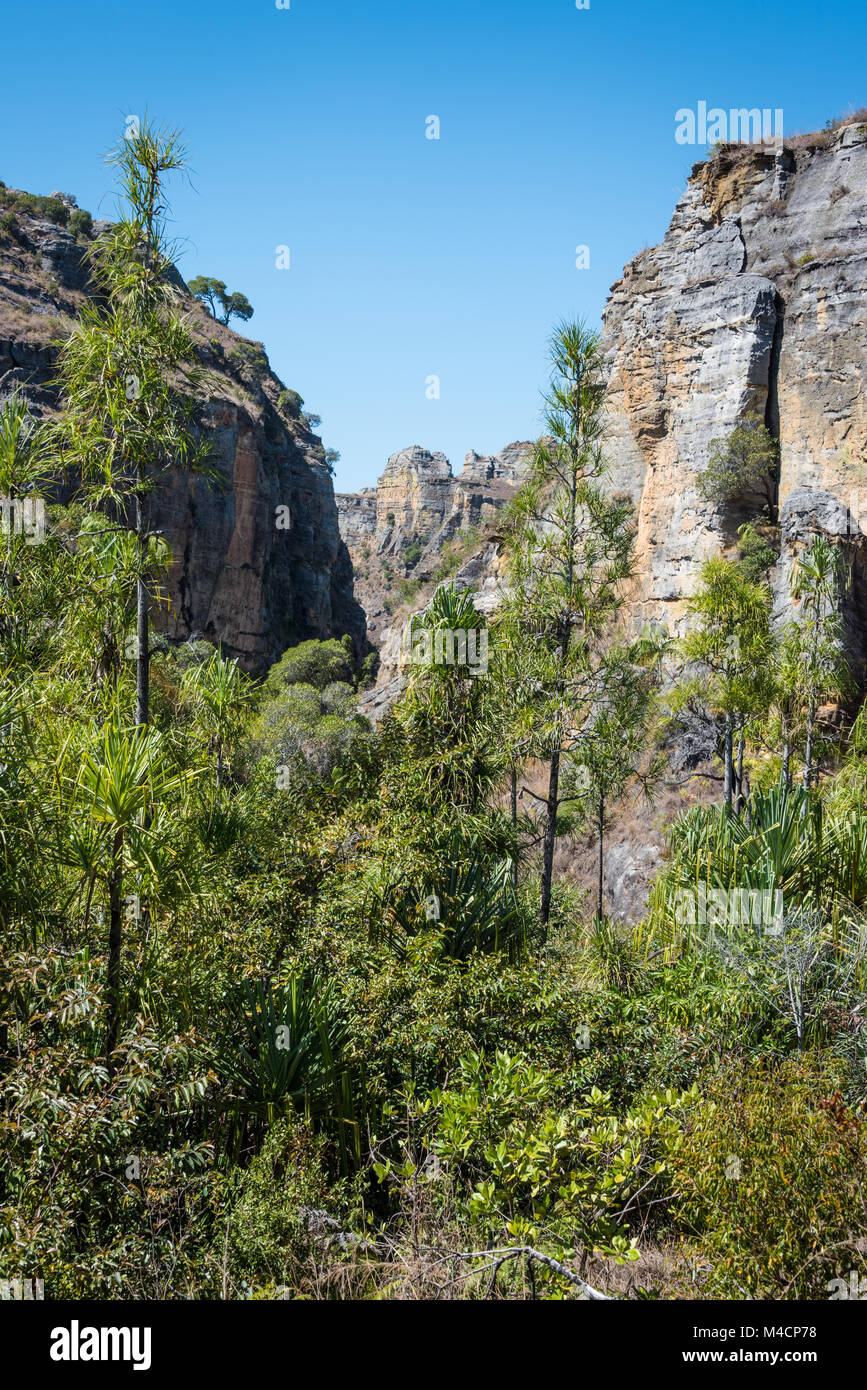 Isalo National Park Trees and Canyon, Madagascar Stock Photo - Alamy