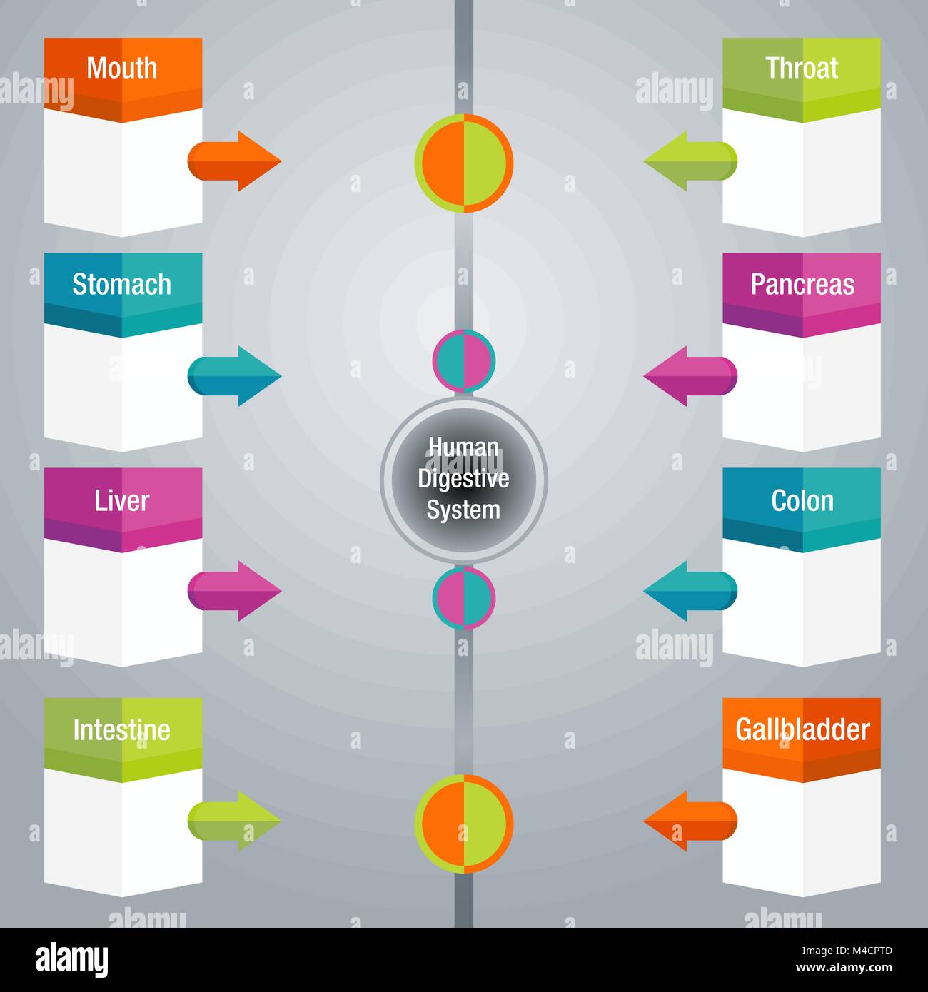 Digestive system diagram Stock Vector Images - Alamy