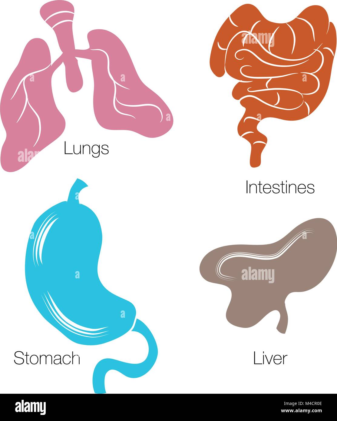 An image of a set of human organs Stock Vector Image & Art - Alamy