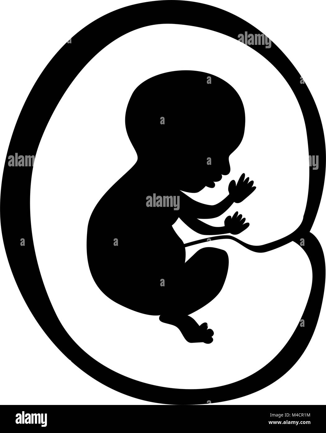 Clip art of fetus Black and White Stock Photos & Images - Alamy