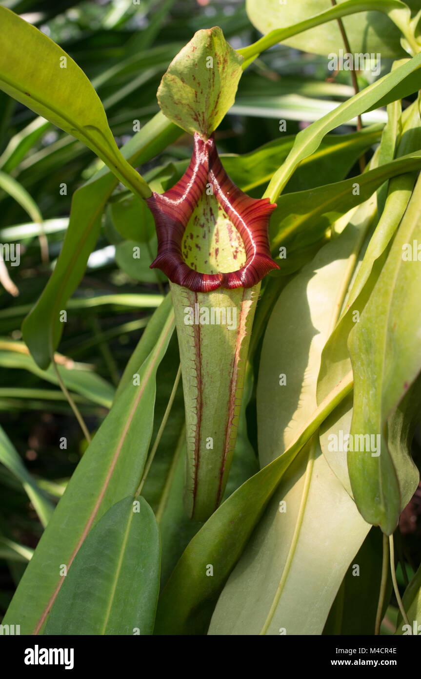 Palnts hi-res stock photography and images - Alamy