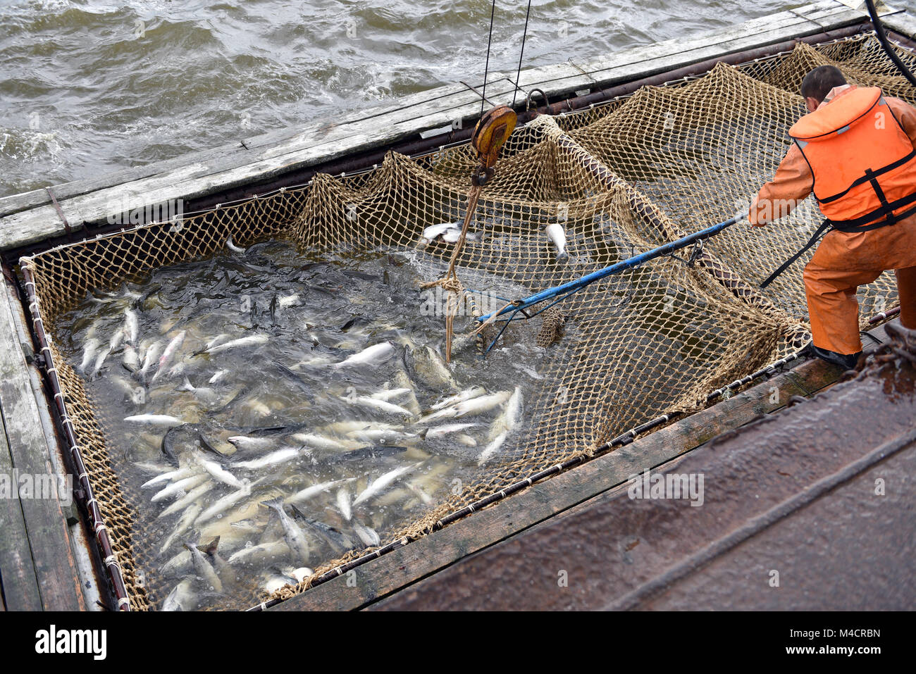 Salmon fishing season hi-res stock photography and images - Alamy