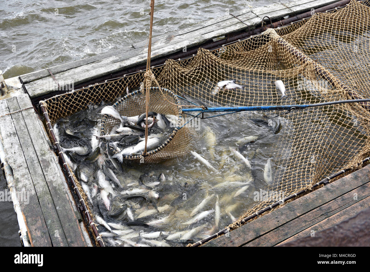 Salmon processing plant hi-res stock photography and images - Alamy