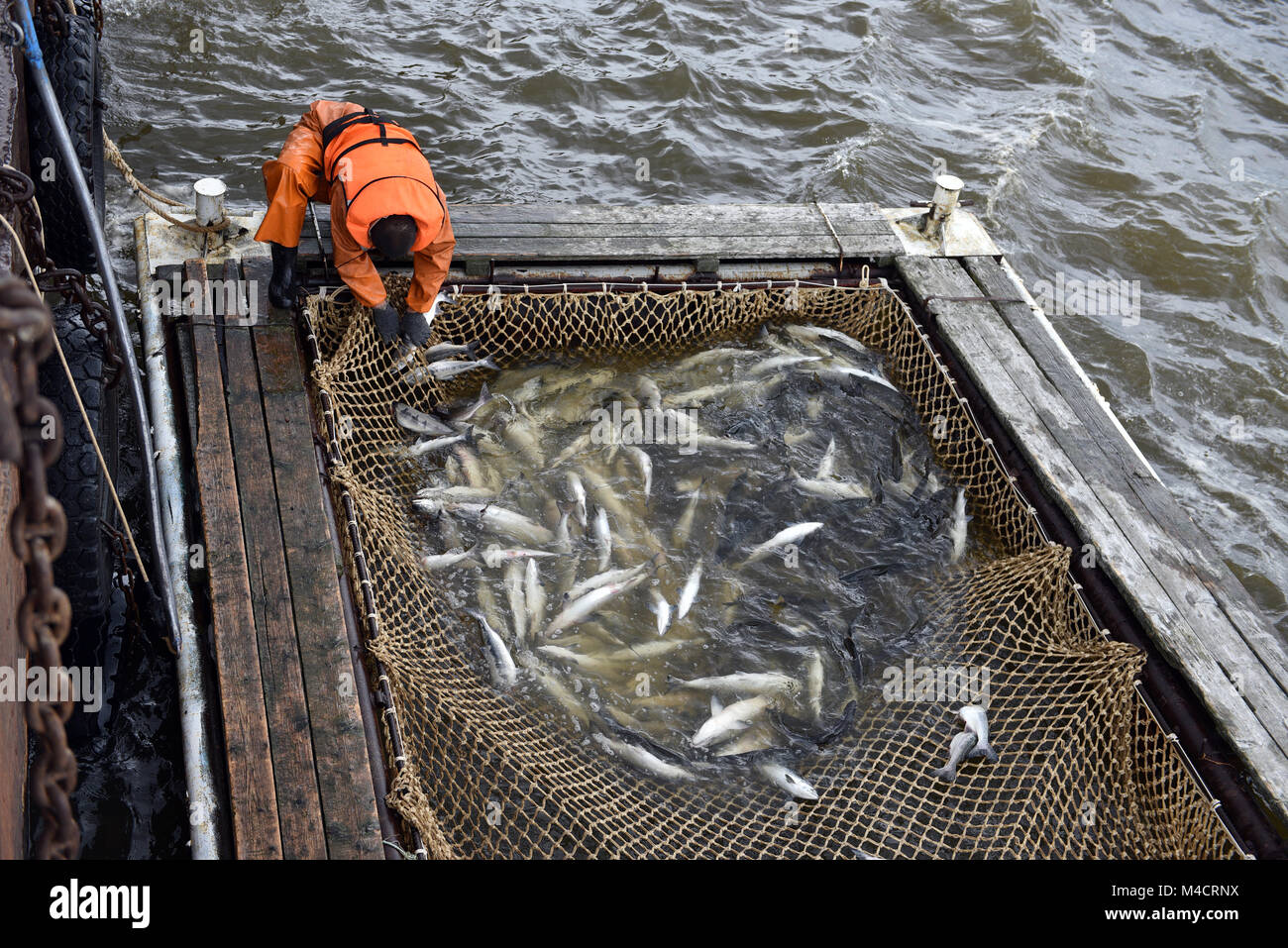 Salmon fishing season in Arctic Stock Photo - Alamy