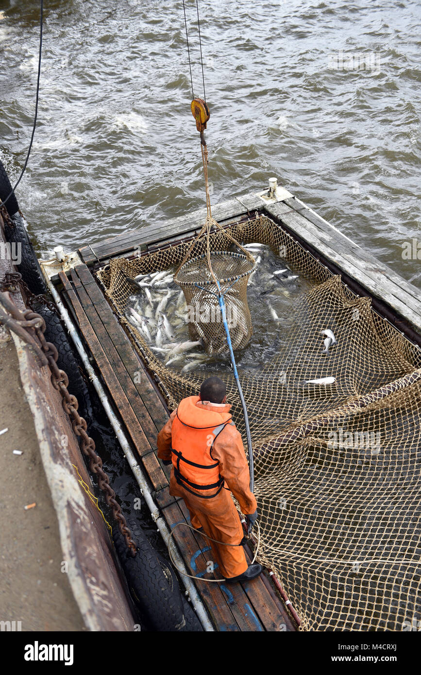 Salmon fishing season in Arctic Stock Photo - Alamy