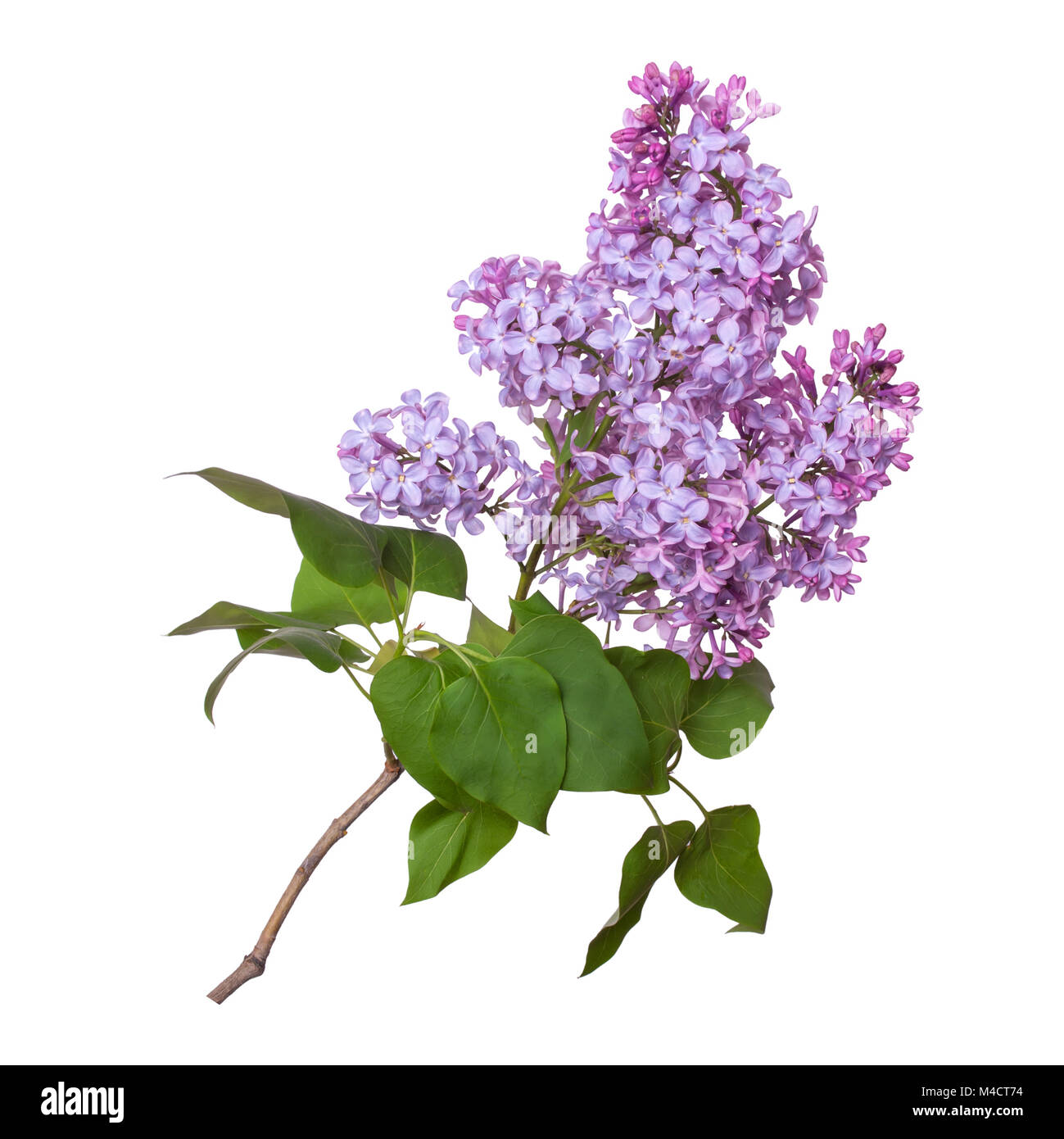 Lilac branch isolated on white background. Beautiful spring flowers ...