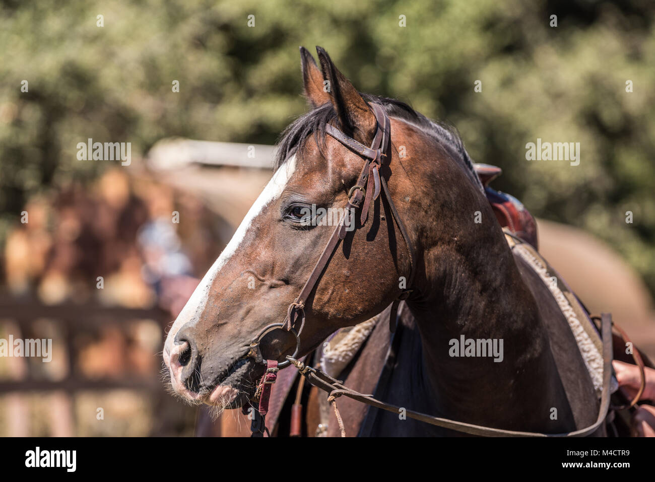 Brown Quarter Horse close up Stock Photo - Alamy