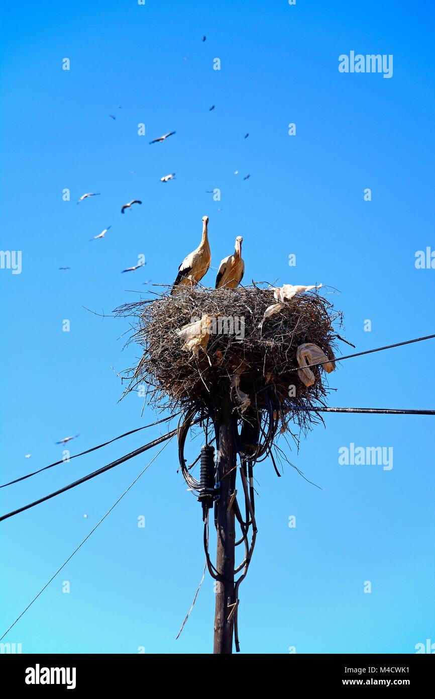 Storks portugal hi-res stock photography and images - Alamy