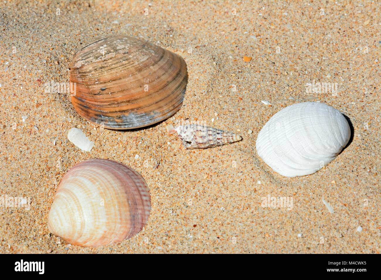 Auger shells hi-res stock photography and images - Alamy
