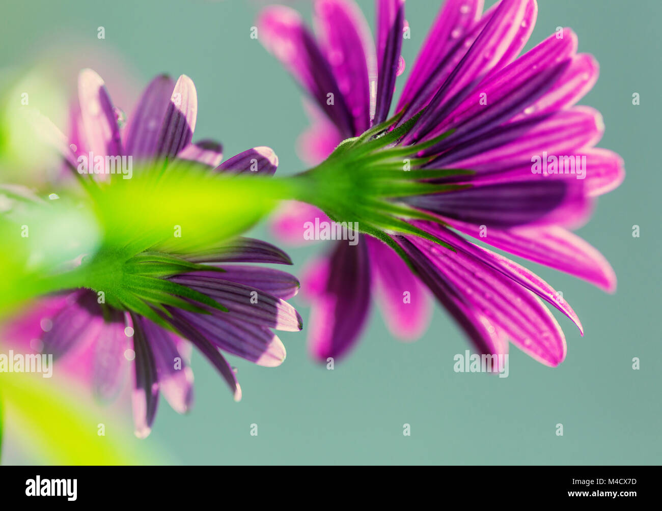 Amazing colorful flower Stock Photo - Alamy