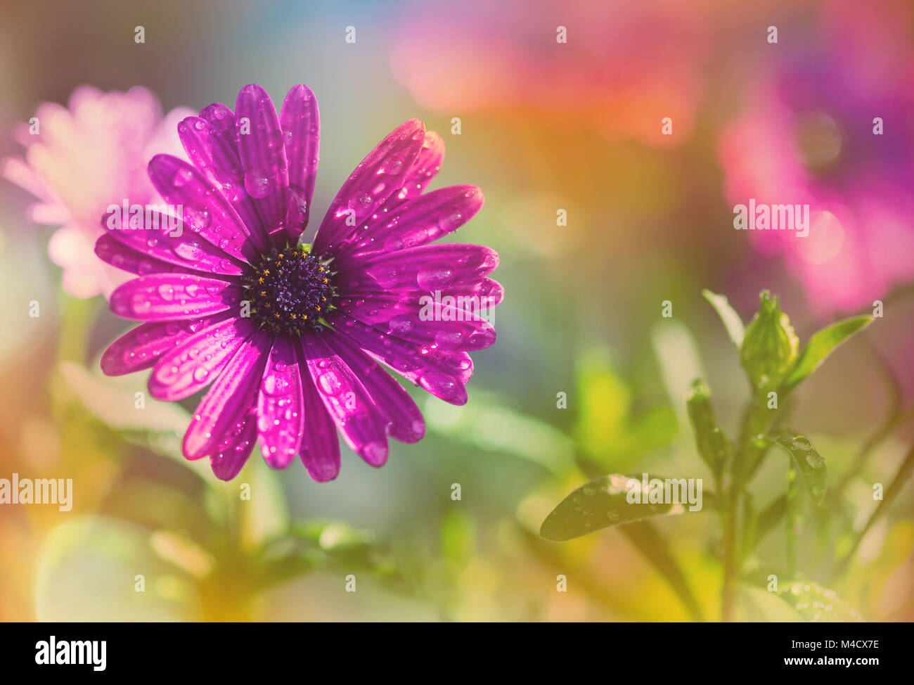 Amazing colorful flower Stock Photo - Alamy