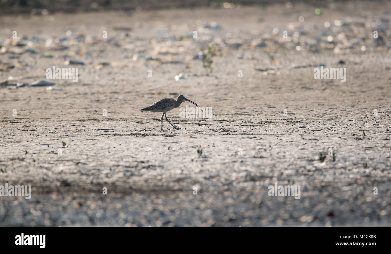 An Eurasian Curlew bird wading and fishing on the beach Stock Photo - Alamy