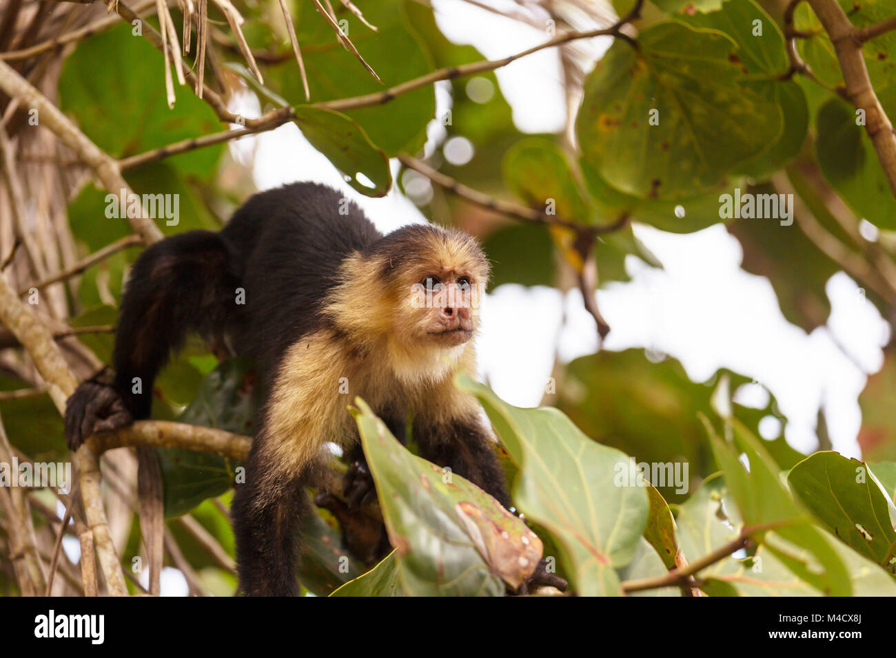Happy capuchin hi-res stock photography and images - Alamy