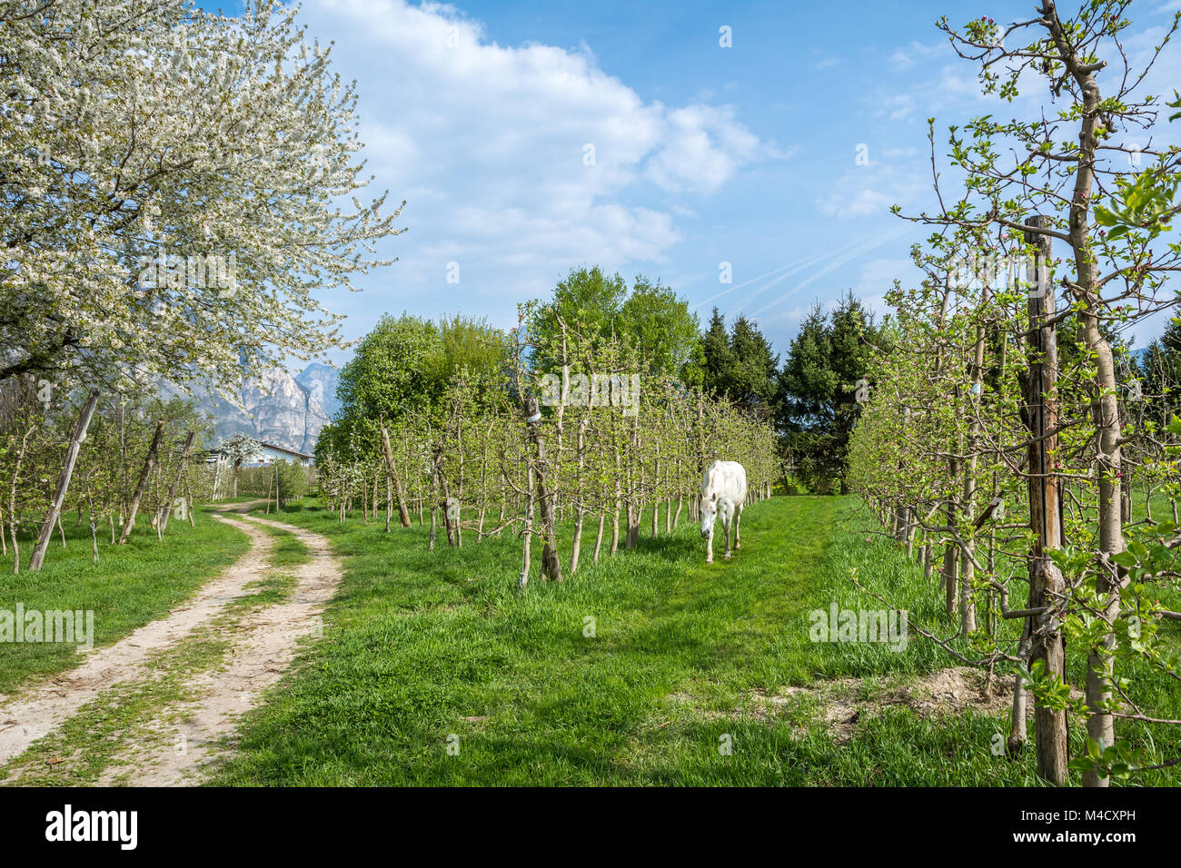 White Arabian Horse grazes in an orchard in the spring.Arabian horses ...