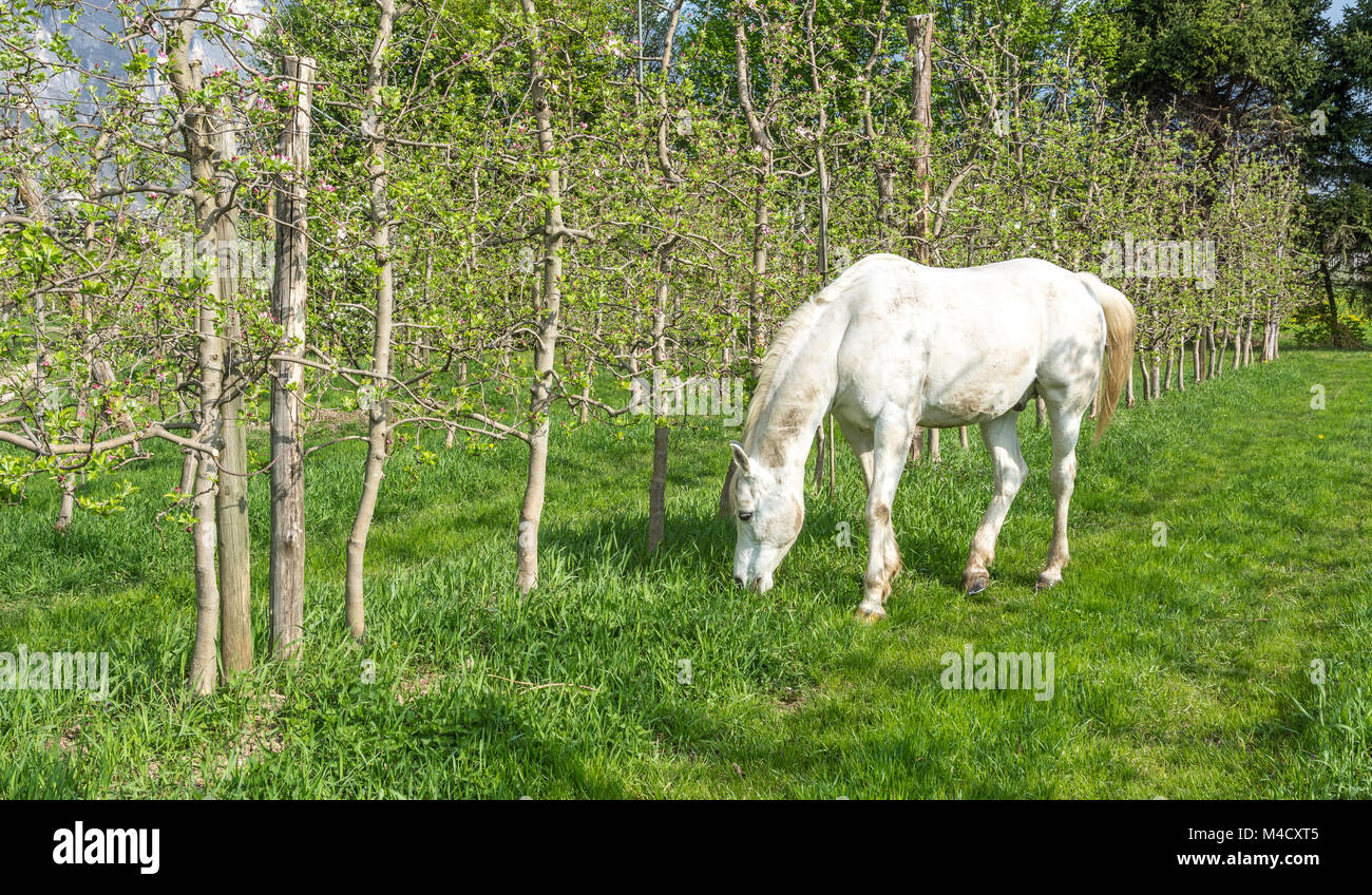 White Arabian Horse grazes in an orchard in the spring.Arabian horses ...