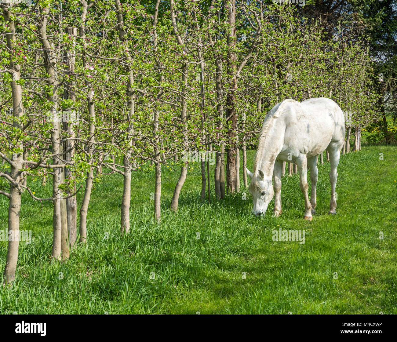 White Arabian Horse grazes in an orchard in the spring.Arabian horses ...