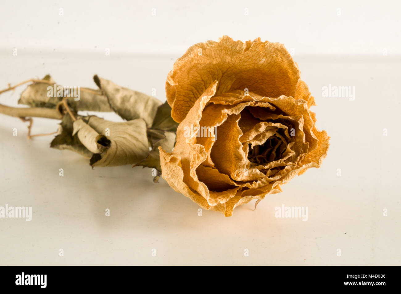 a dried rose isolated on a white background Stock Photo - Alamy