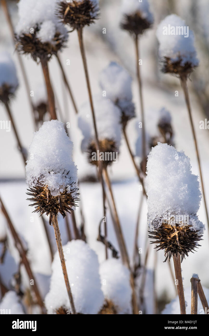 Wintergarden hi-res stock photography and images - Alamy