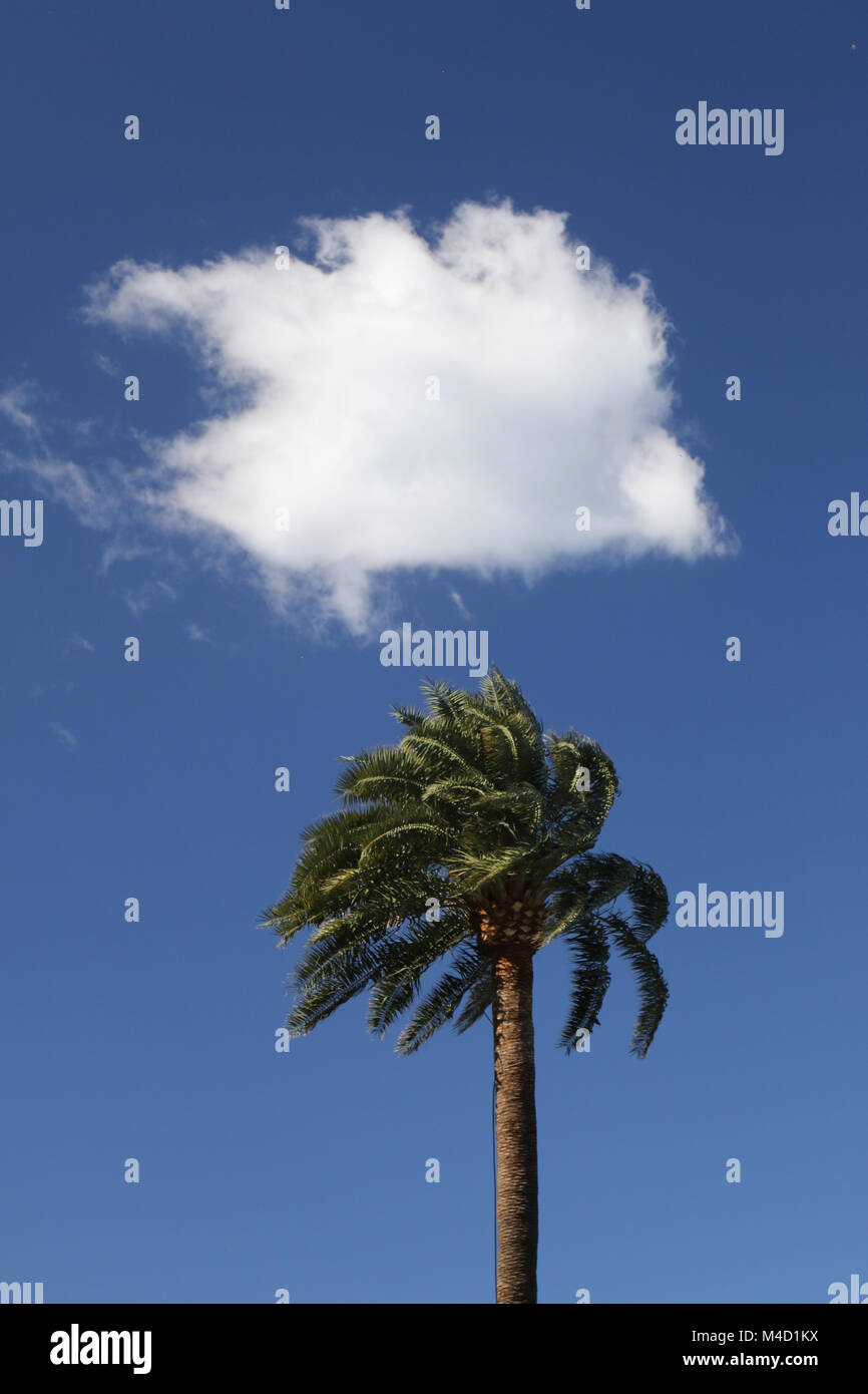 Palm tree in naples italy hi-res stock photography and images - Alamy