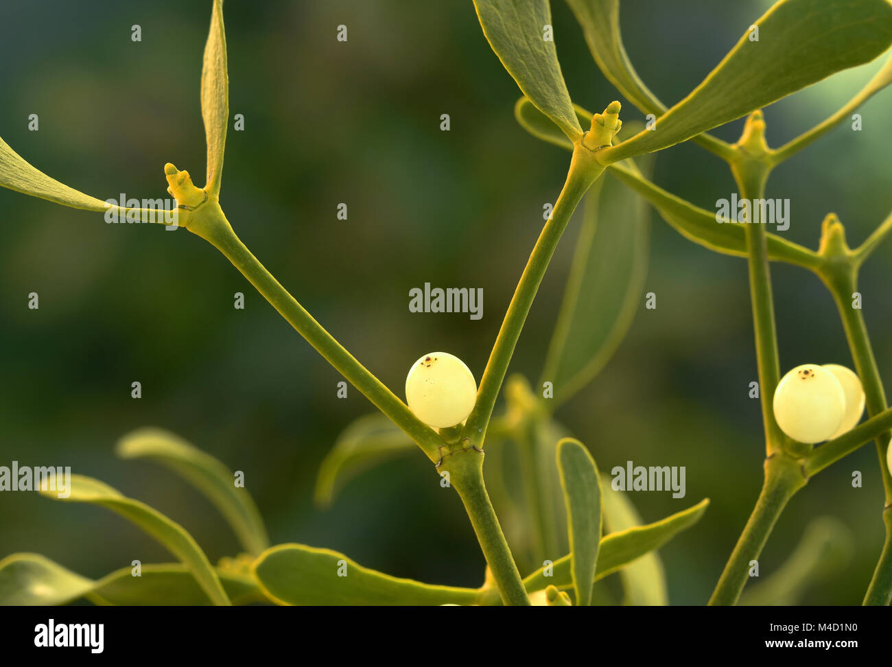 mistletoe; common mistletoe; European mistletoe; berry; berries Stock ...
