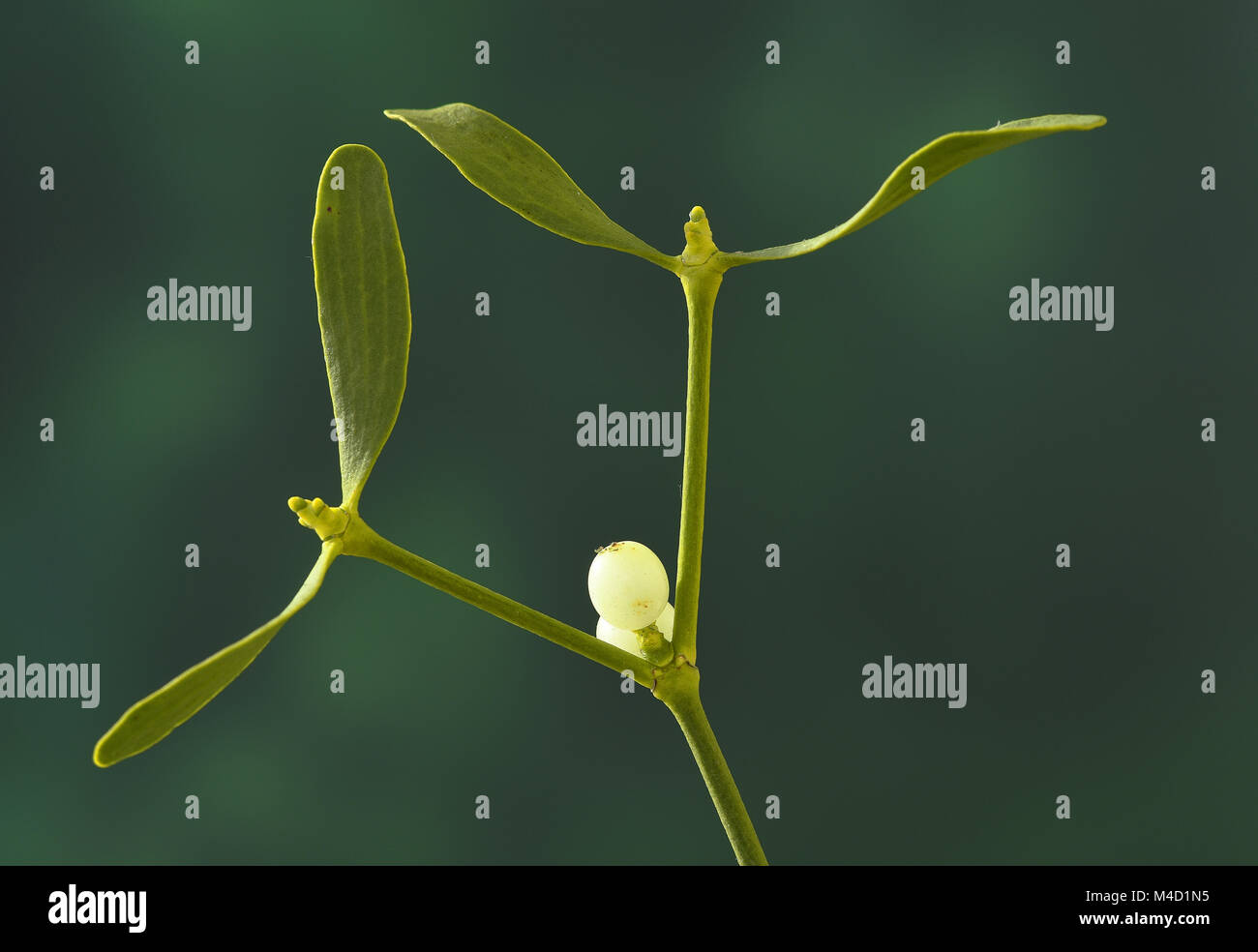 mistletoe; European mistletoe; common mistletoe Stock Photo - Alamy