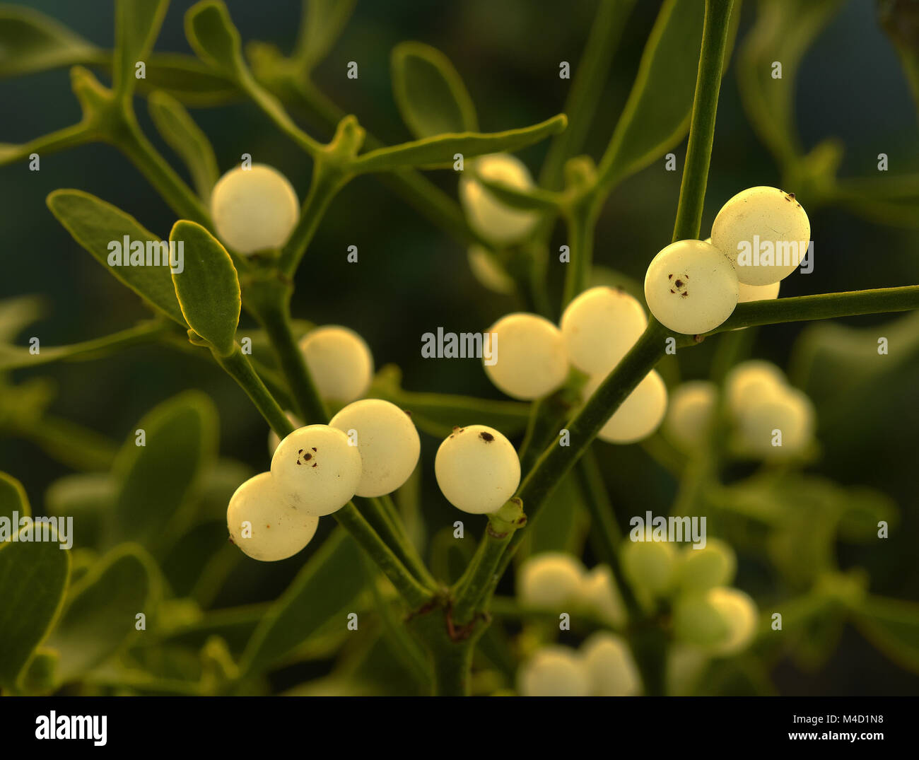 mistletoe; common mistletoe; european mistletoe Stock Photo - Alamy
