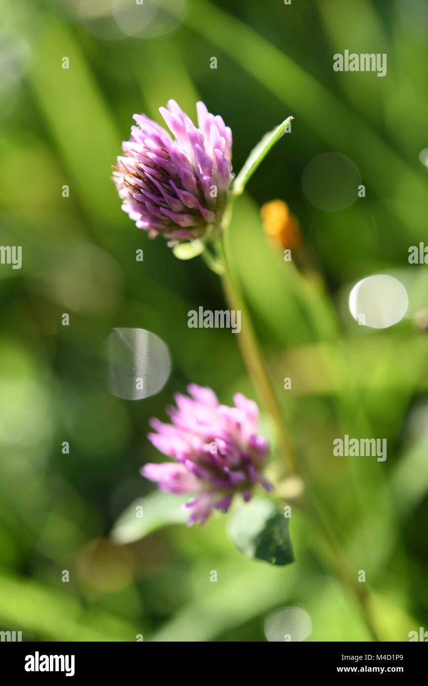 Macrophotography of a clover bloom taken in the czech meadow in Beskydy ...