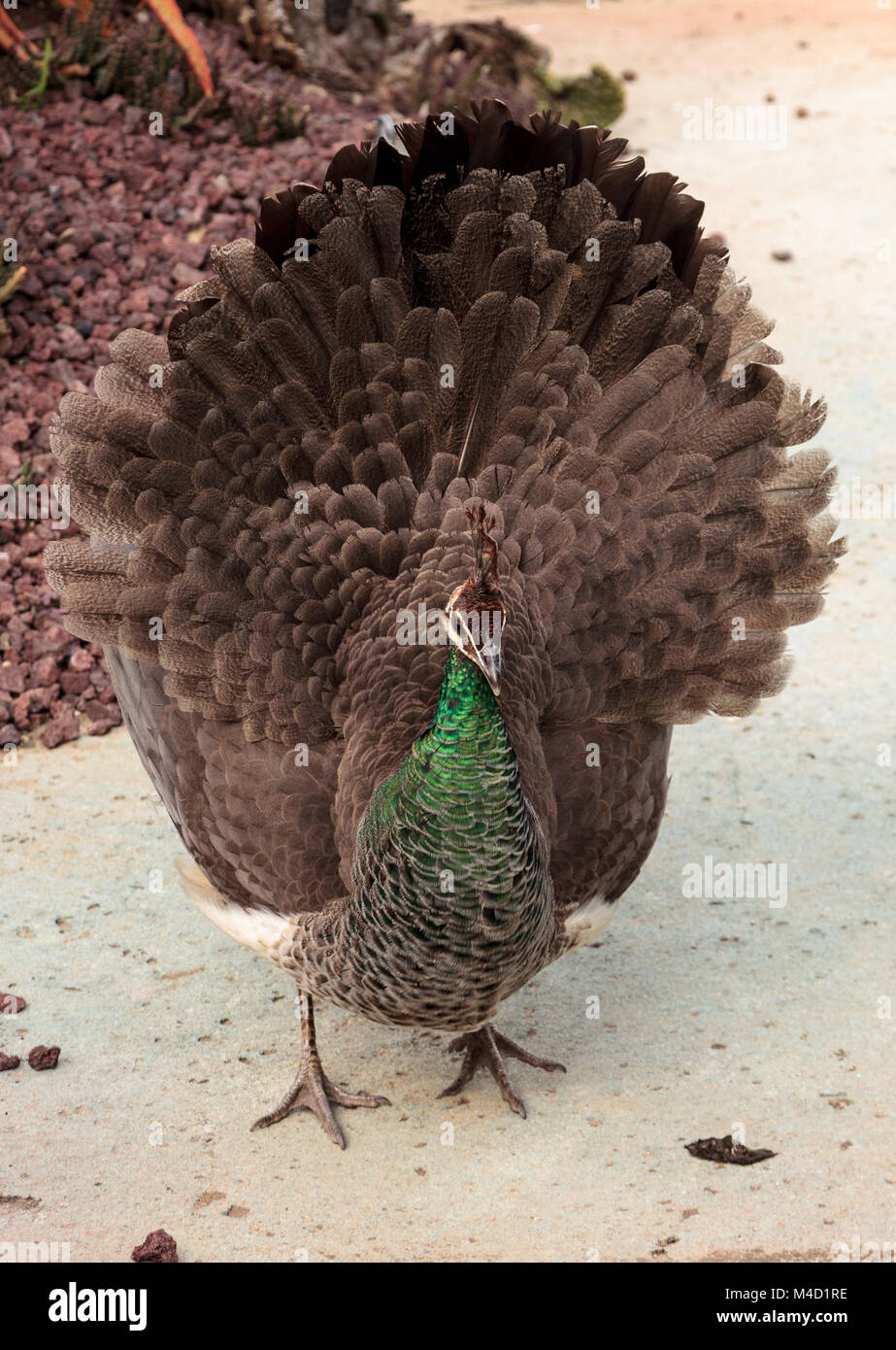 Green peafowl java hi-res stock photography and images - Alamy