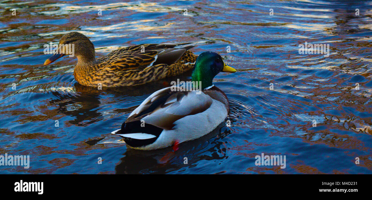 Ducks on a lake Stock Photo - Alamy