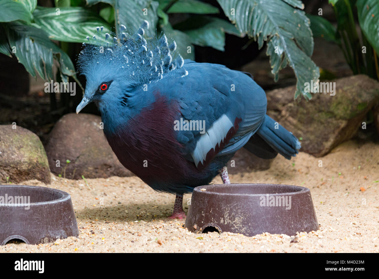 Crowned Pigeon Species High Resolution Stock Photography and Images - Alamy