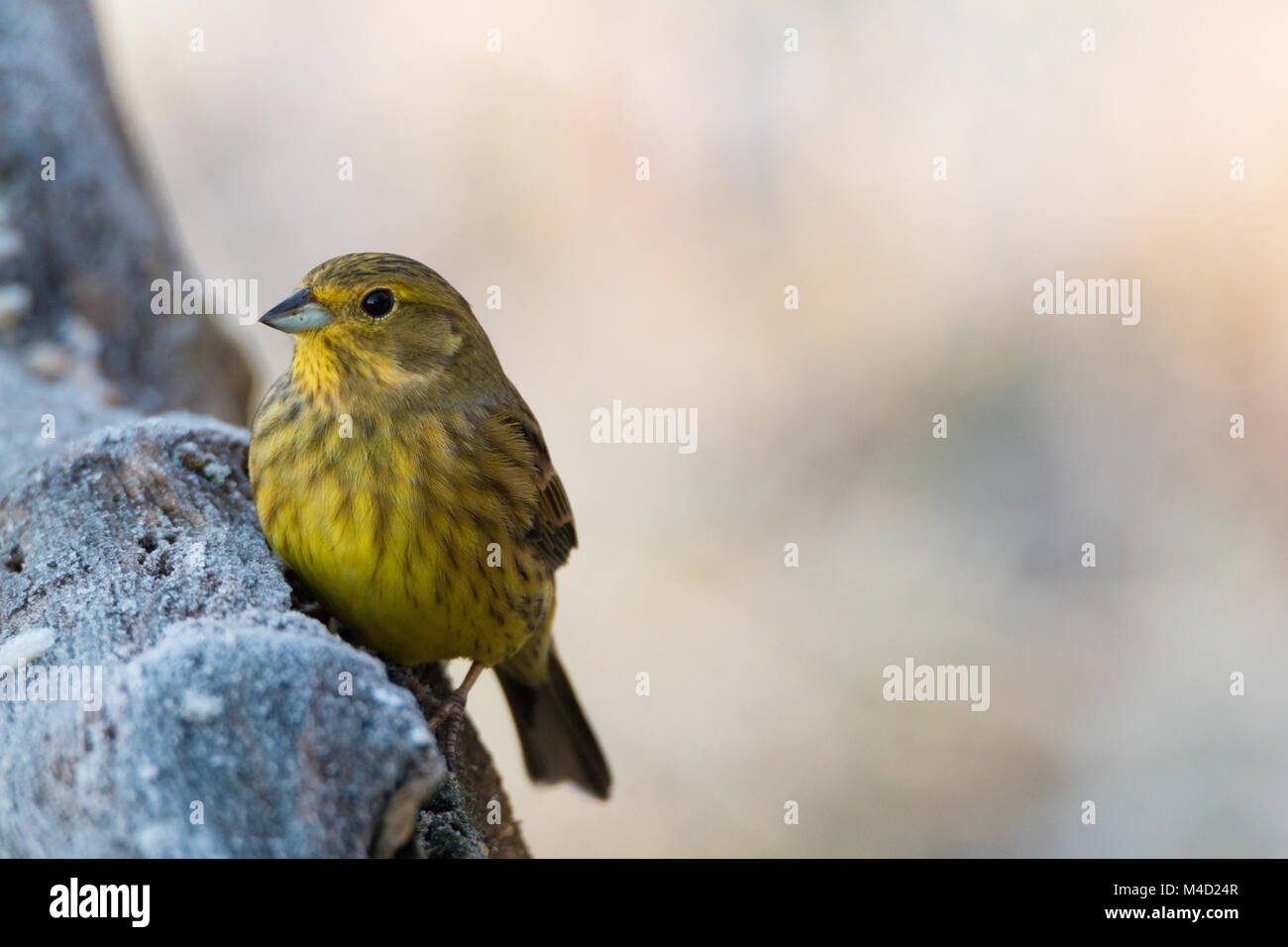Yellowhammer closeup hi-res stock photography and images - Alamy