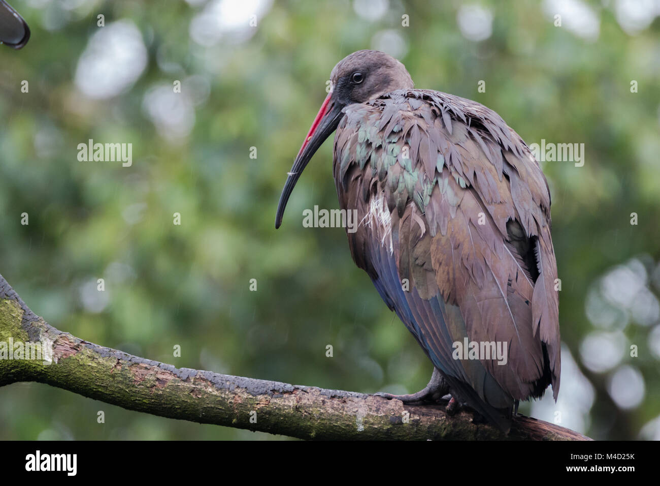 Hadada ibis africa hi-res stock photography and images - Alamy