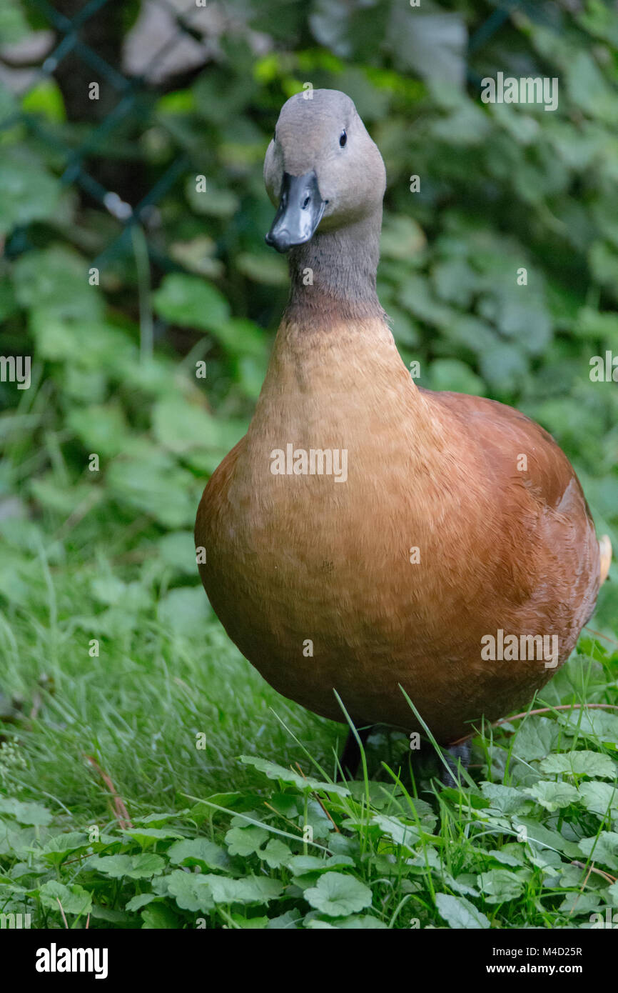 South African shelduck Stock Photo - Alamy
