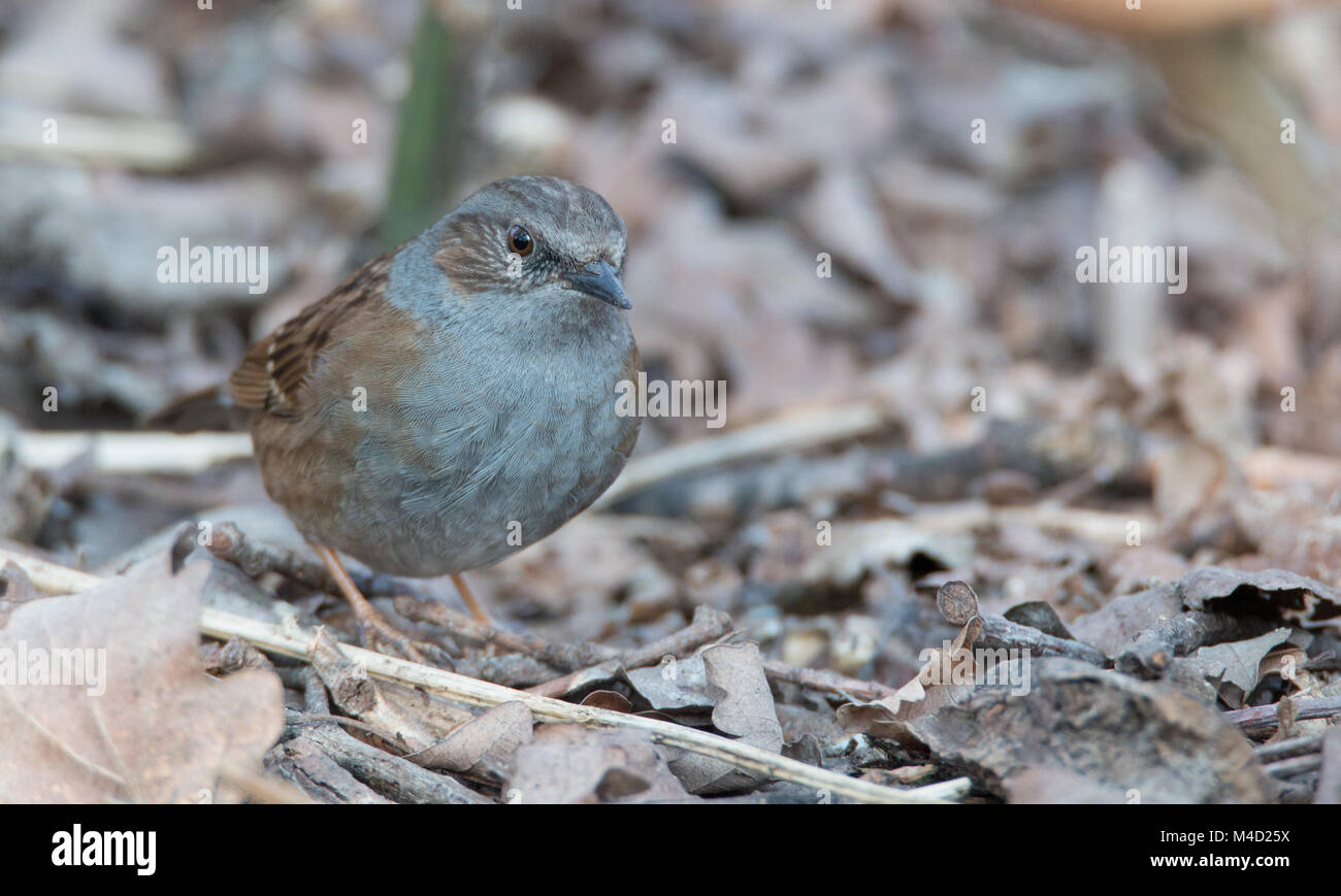 Dunnock portrait hi-res stock photography and images - Alamy